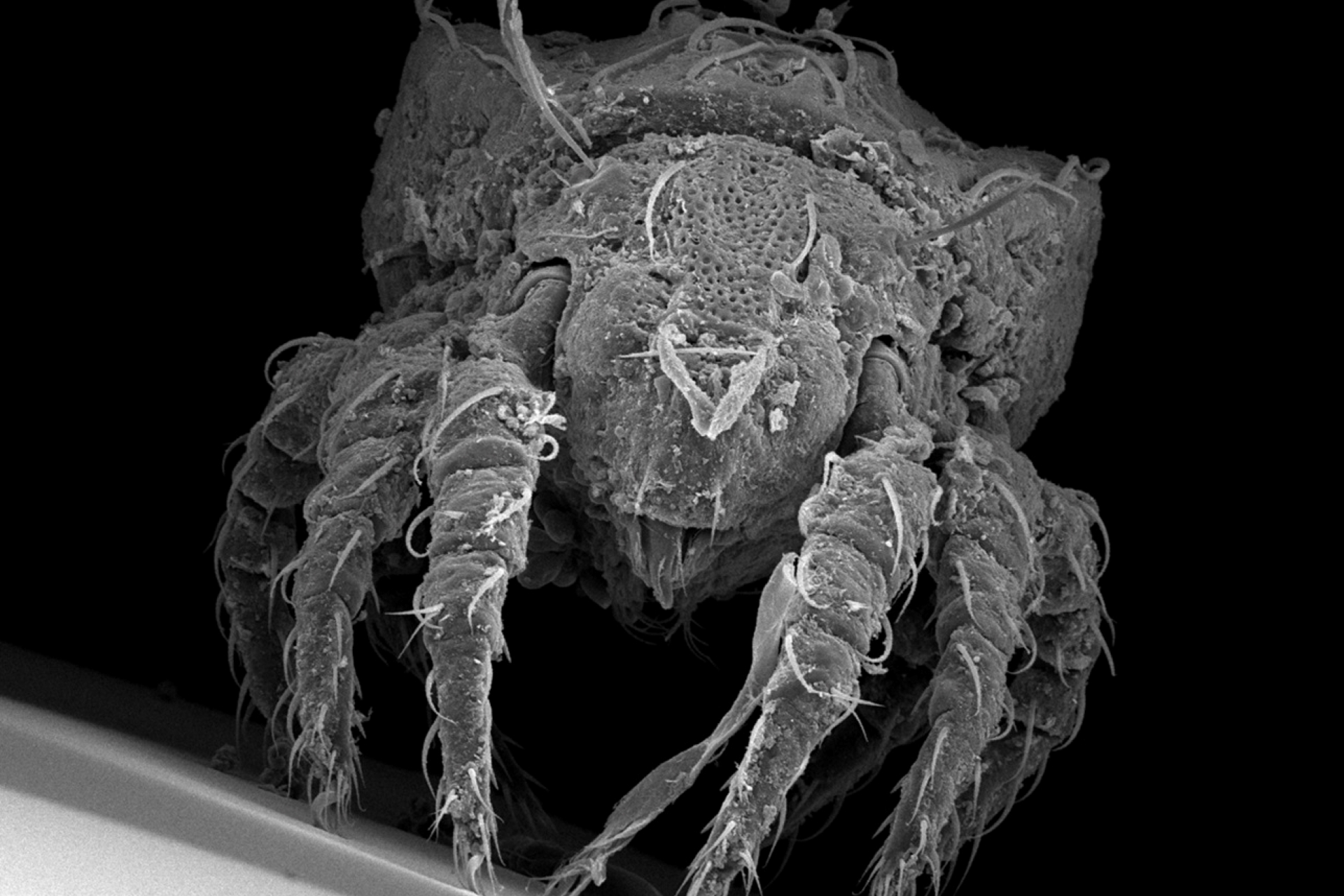 Milbe verzichtet komplett auf Sex und stößt Pfeiler der Evolution um