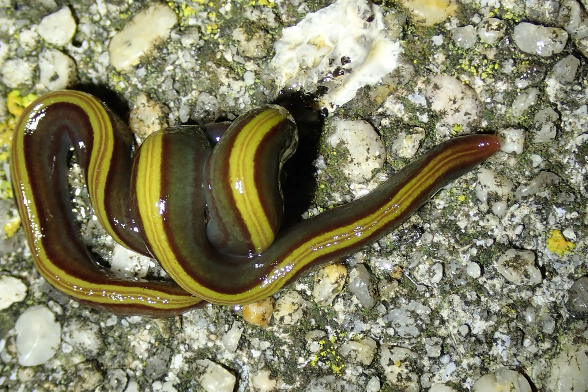 Fleischfressende Strudelwürmer dringen nach Deutschland vor