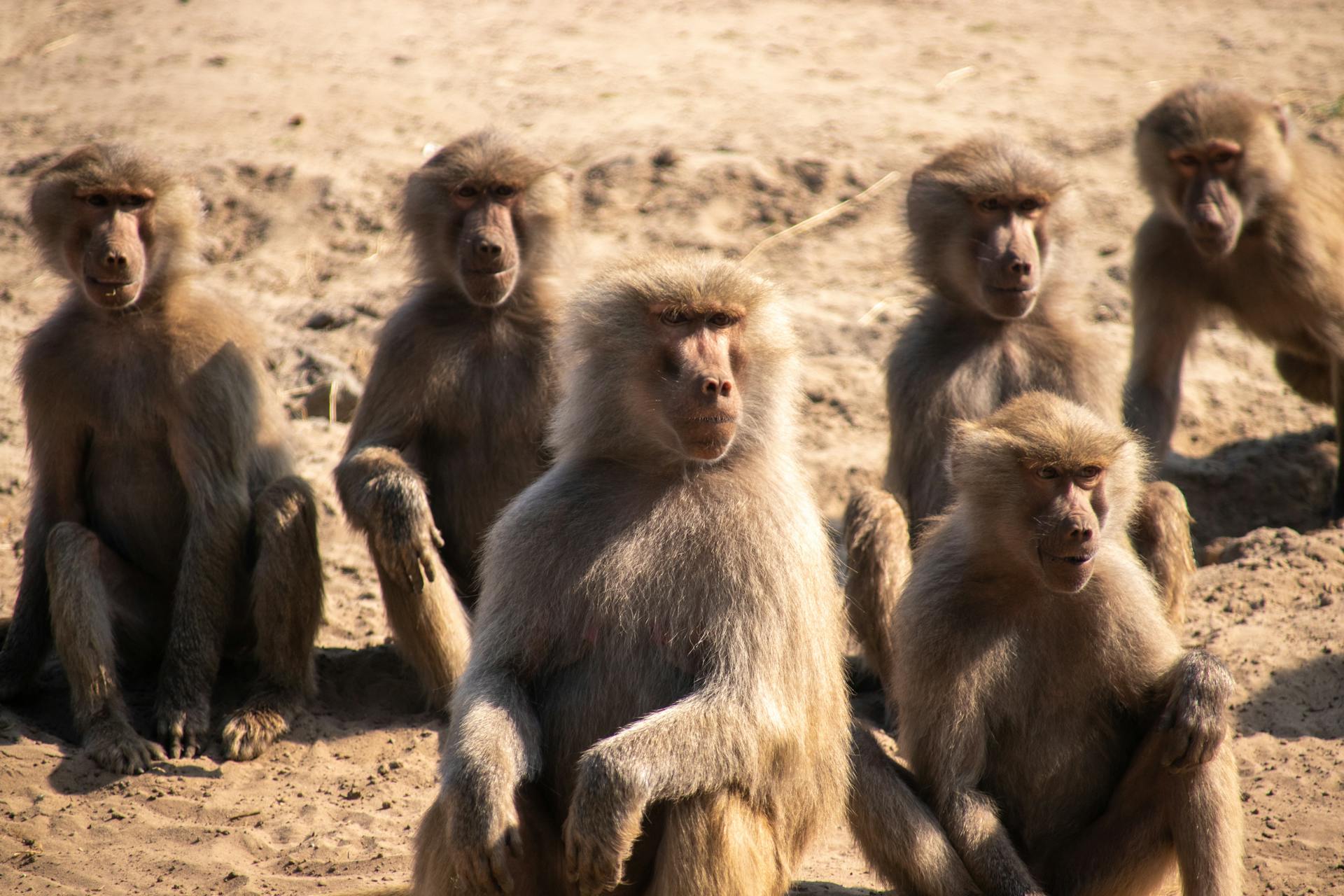 Affen-Studie widerlegt den Mythos vom Alpha-Männchen