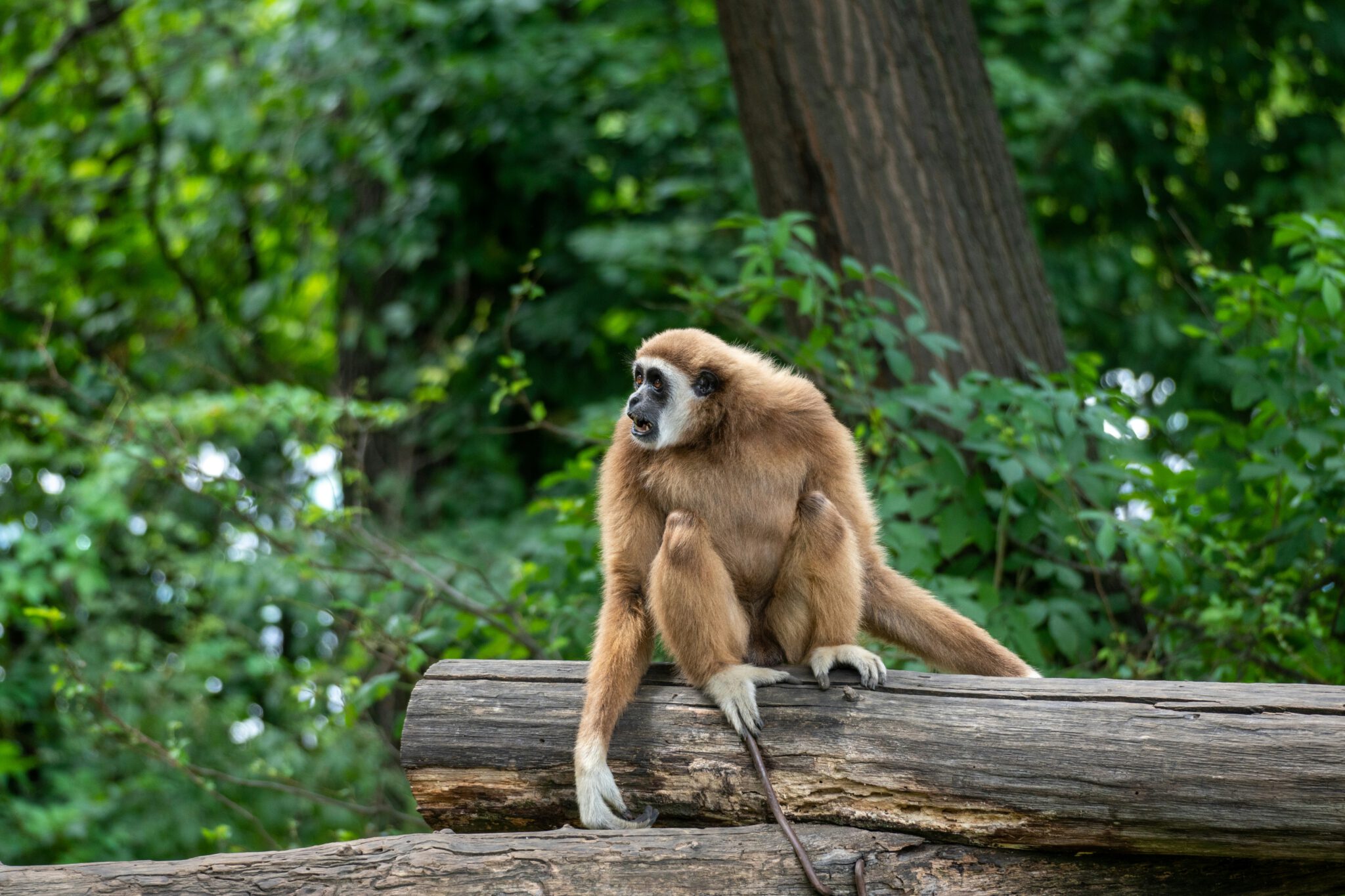 Schnelle Evolution beim Mensch – kein Affe hielt mit