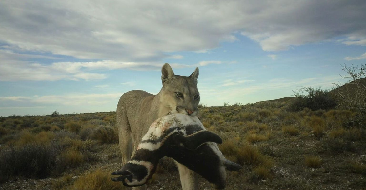 Pumas stellen ihre Diät um und jagen plötzlich Pinguine